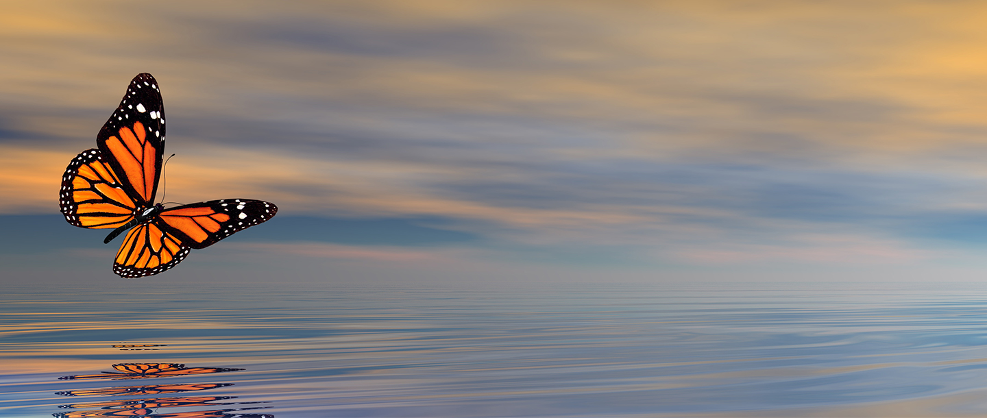 Tracking monarchs on the move | Williams Companies