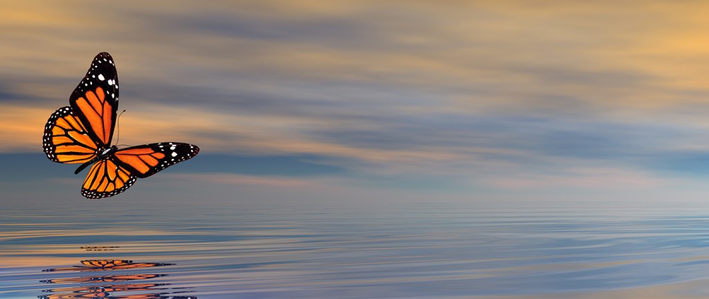 Tracking monarchs on the move | Williams Companies