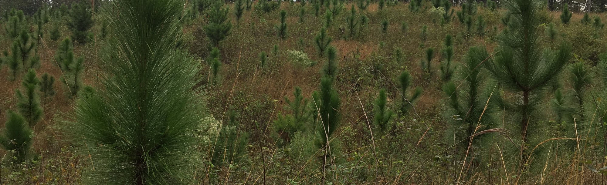 Bringing back the longleaf pine | Williams Companies