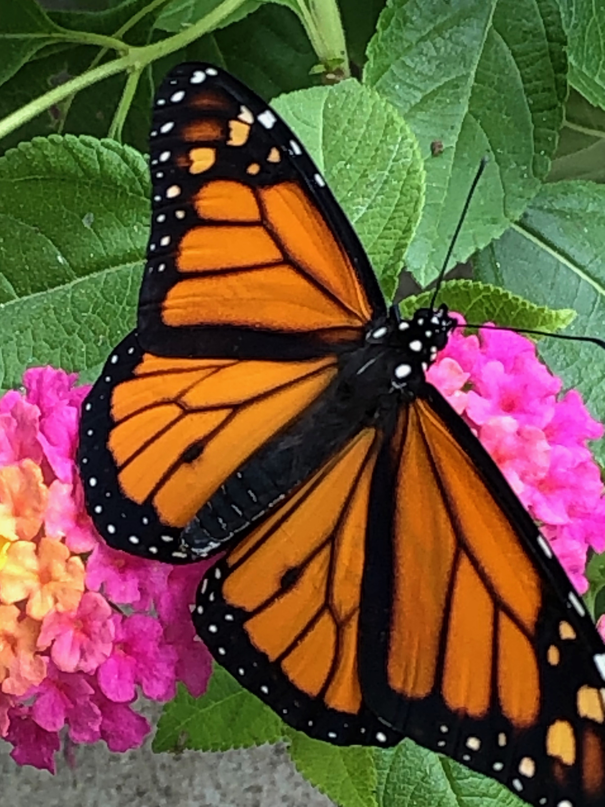 Tracking monarchs on the move | Williams Companies