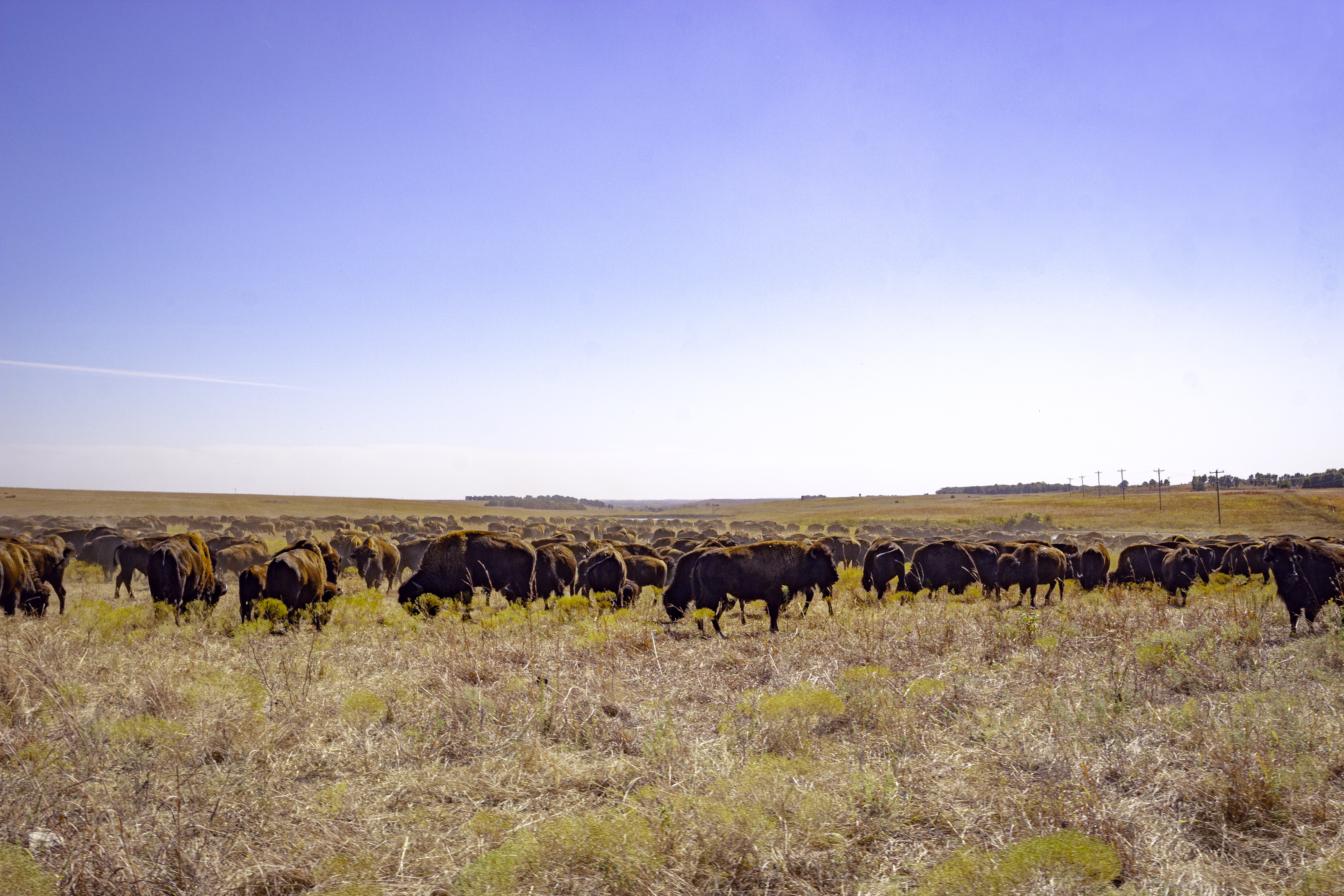 This Oklahoma prairie is alive with the bellows of bison | Williams ...